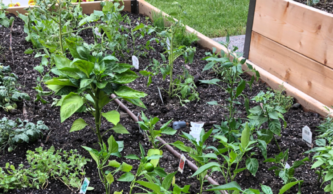 5 Plants You Need in Your Garden if You Love Steak